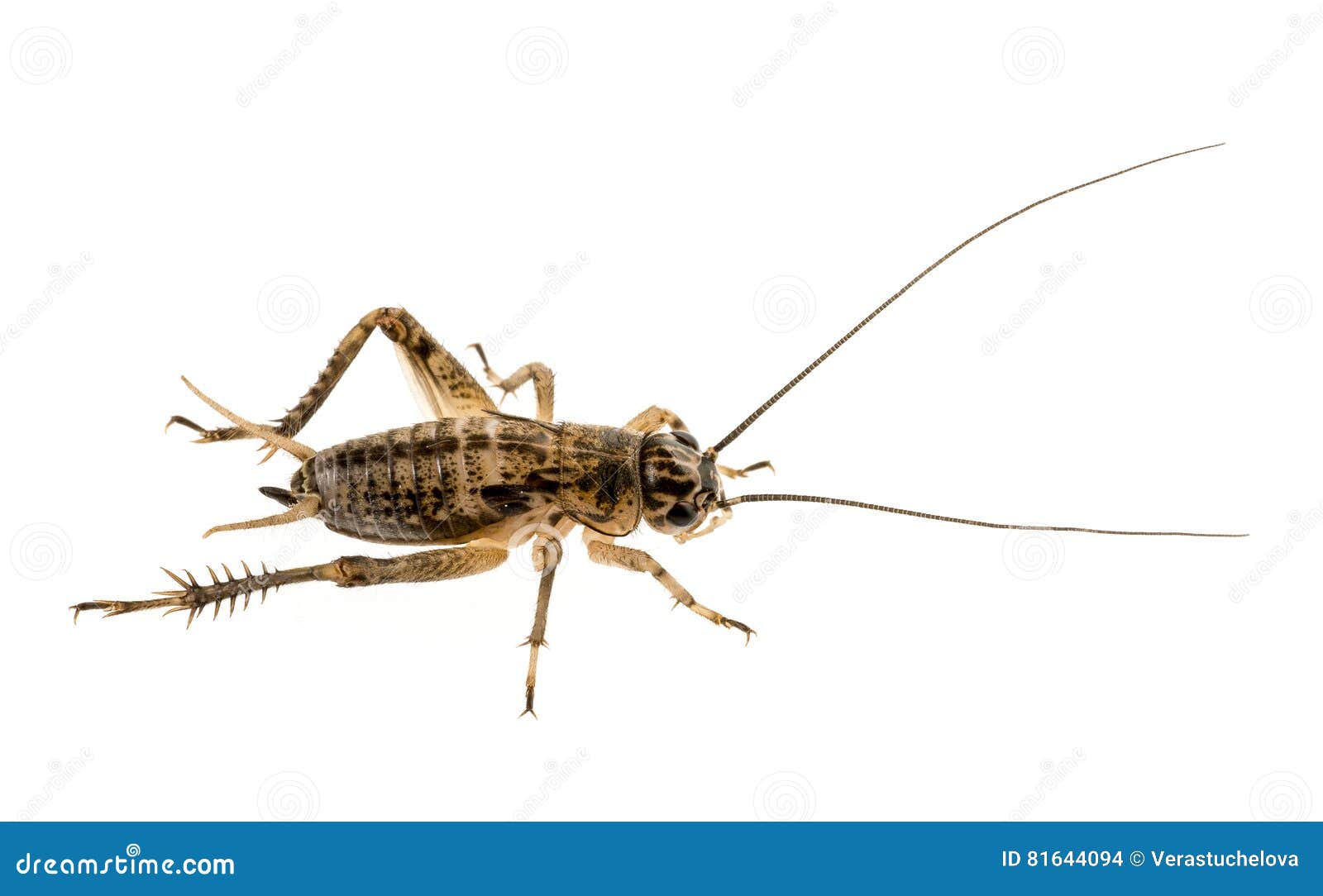 Cricket - Gryllus Assimilis Stock Photo - Image of assimilis, gryllides ...