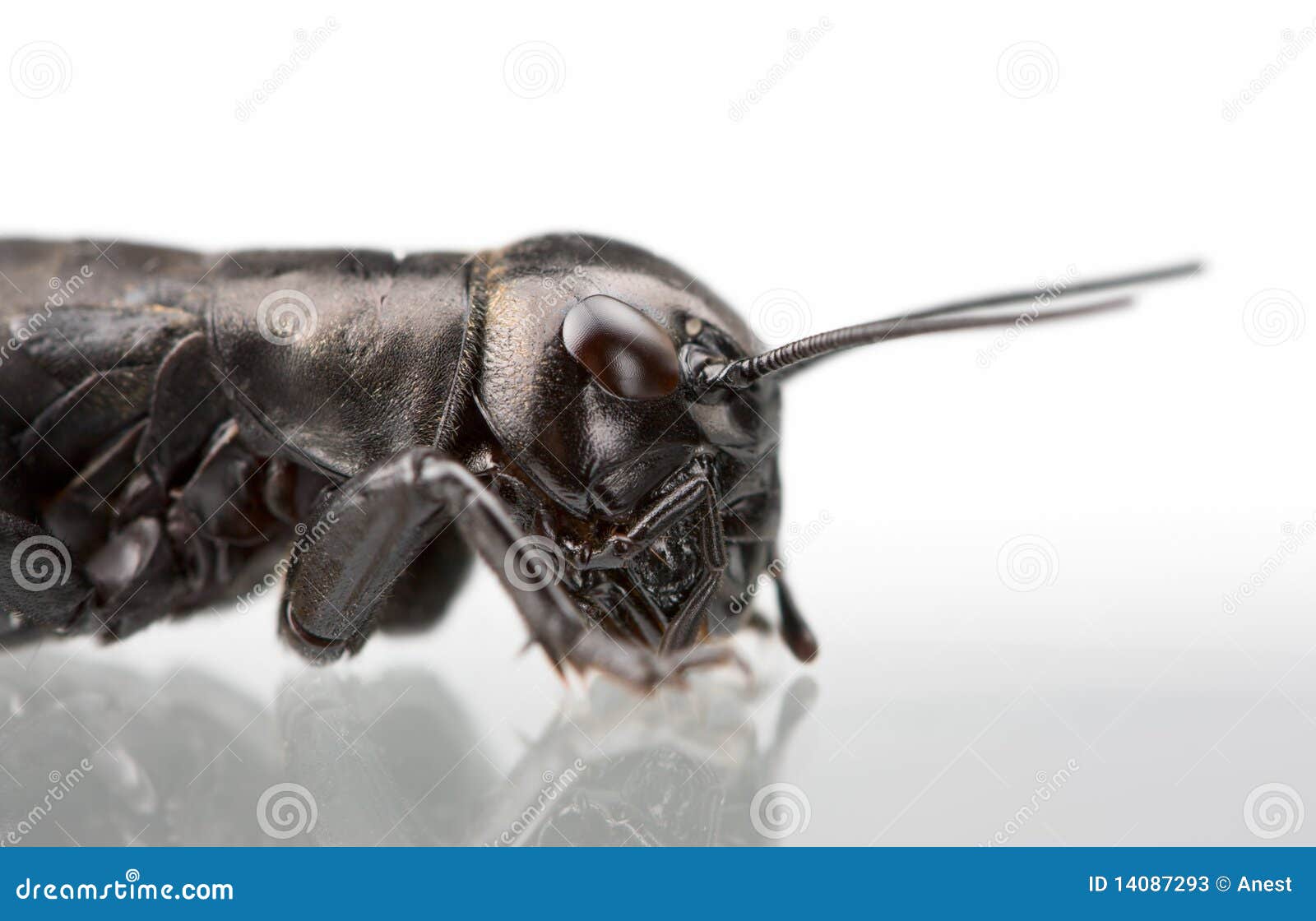 Cricket half face portrait stock image. Image of hopper - 14087293
