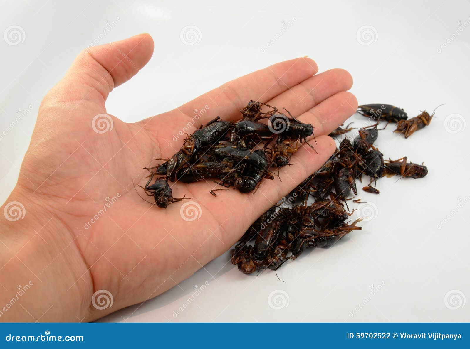 Cricket in hand stock photo. Image of plate, antenna - 59702522