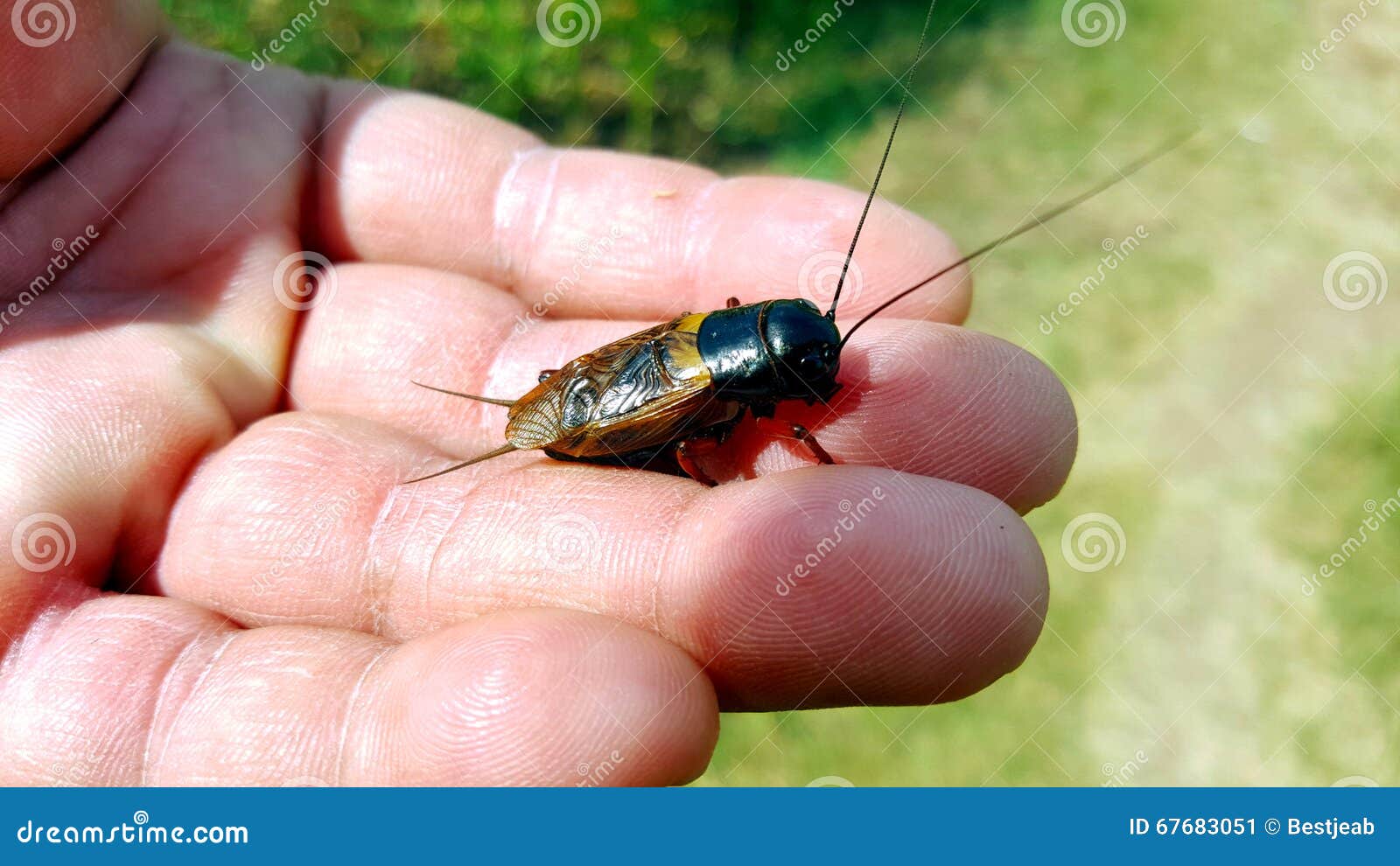 Cricket in the human hand stock image. Image of insect - 67683051