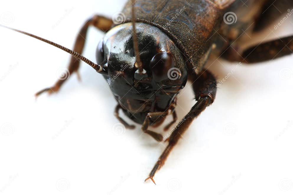 Cricket insect 1 stock image. Image of close, nature - 11715729