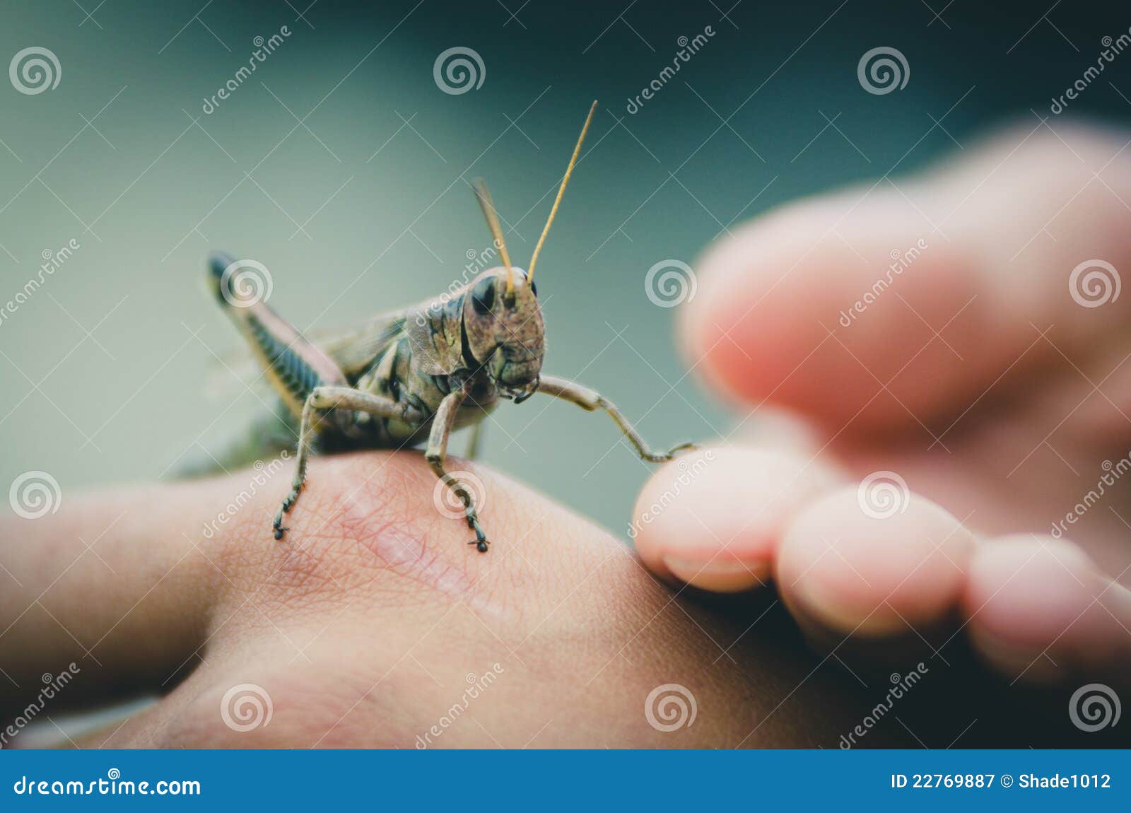 Cricket Insect. Close Up Of Cricket On White Background. Closeup ...