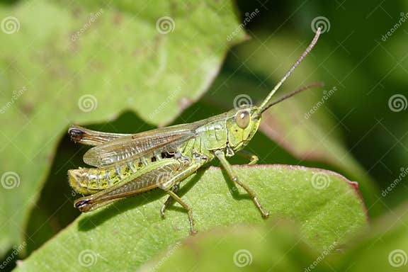 Cricket Insect stock image. Image of crawly, lawn, garden - 5719935