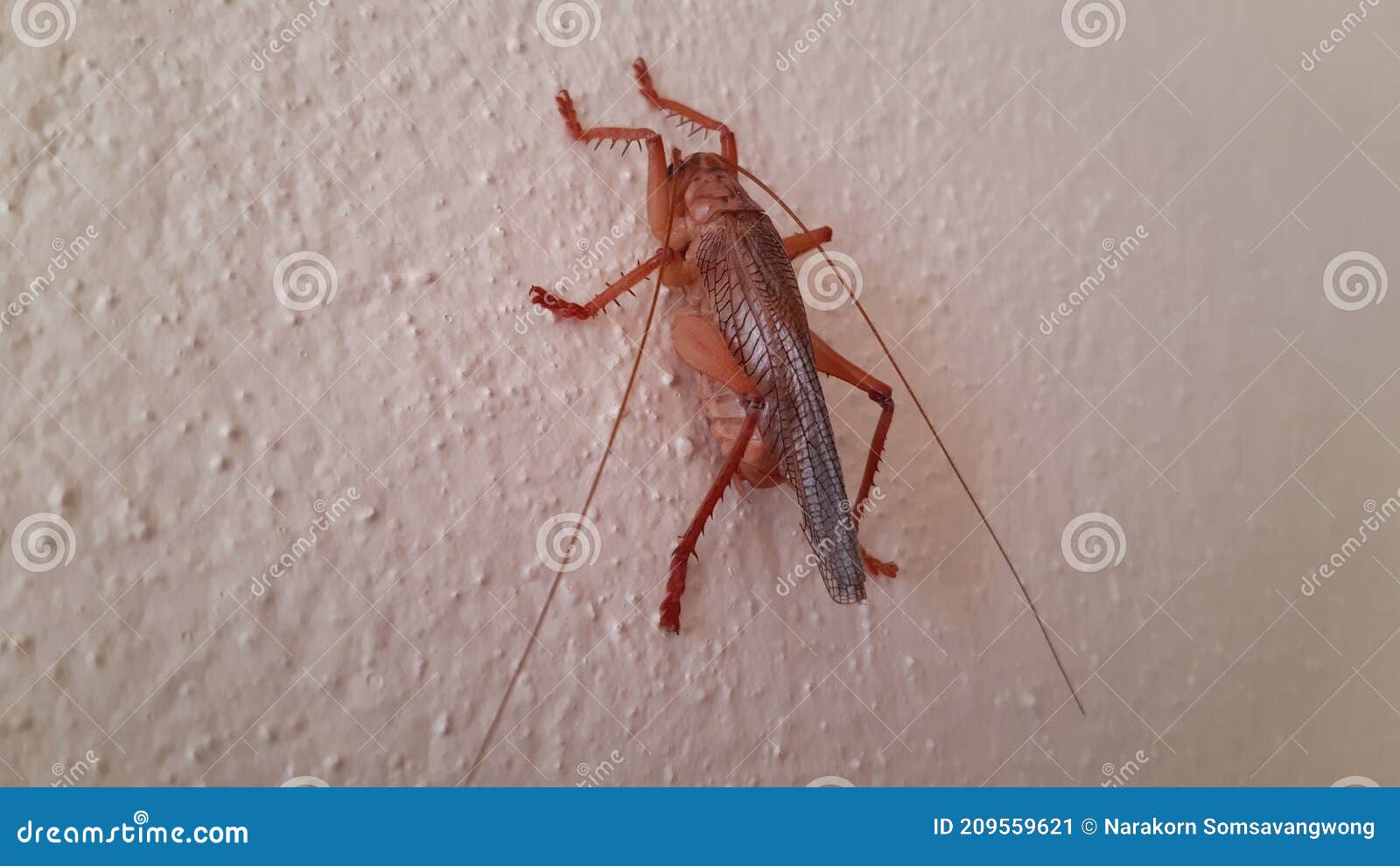 Cricket Insect Backside on on White Background. Stock Image - Image of ...