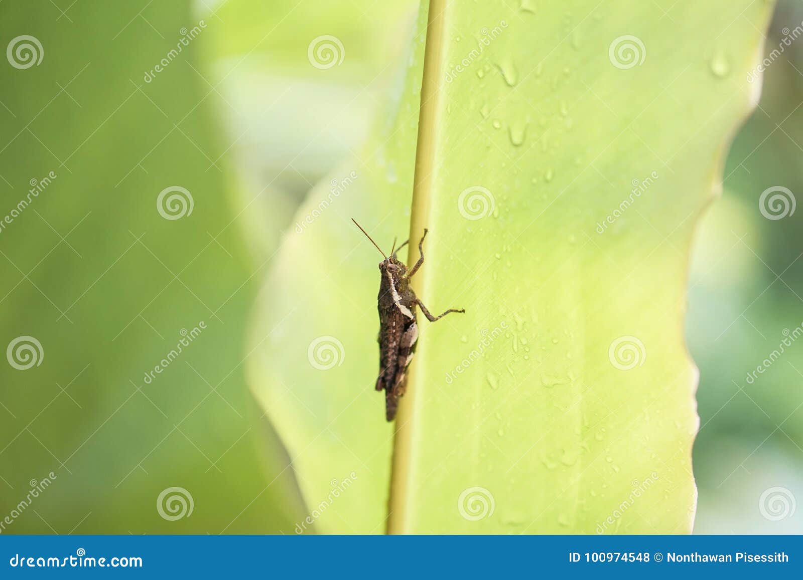 Cricket Insect Bug on a Palm Leaf Rain Drop Stock Photo - Image of ...