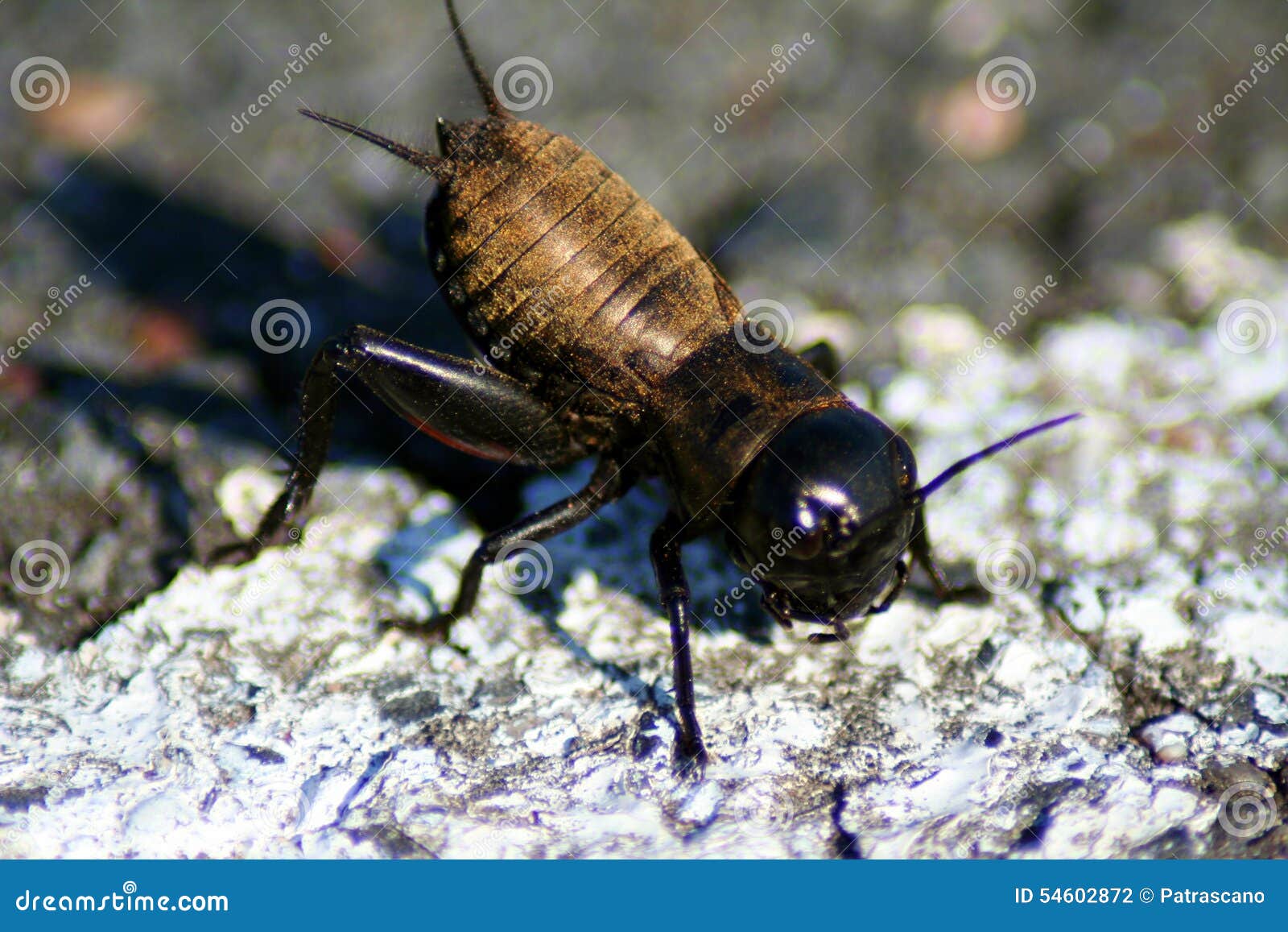 Cricket Insect Cicada on the Rock Stock Photo - Image of satellite ...