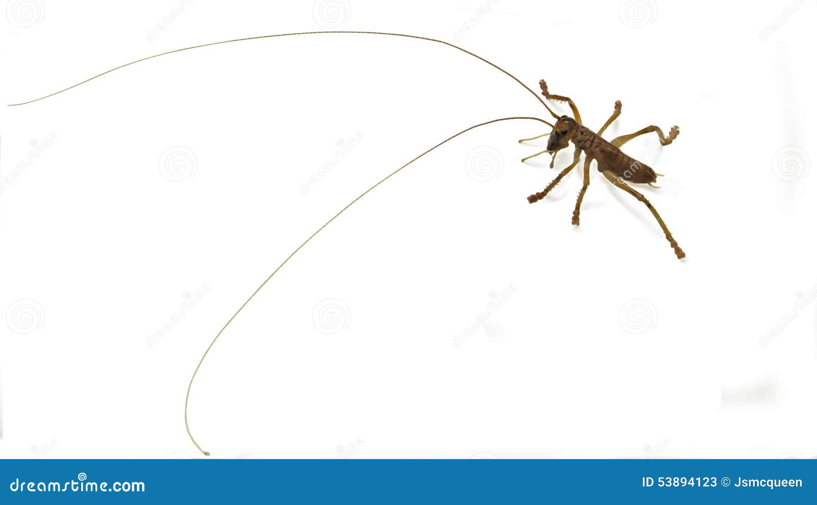 Cricket Insect with Long Feelers Stock Image - Image of feelers, green ...