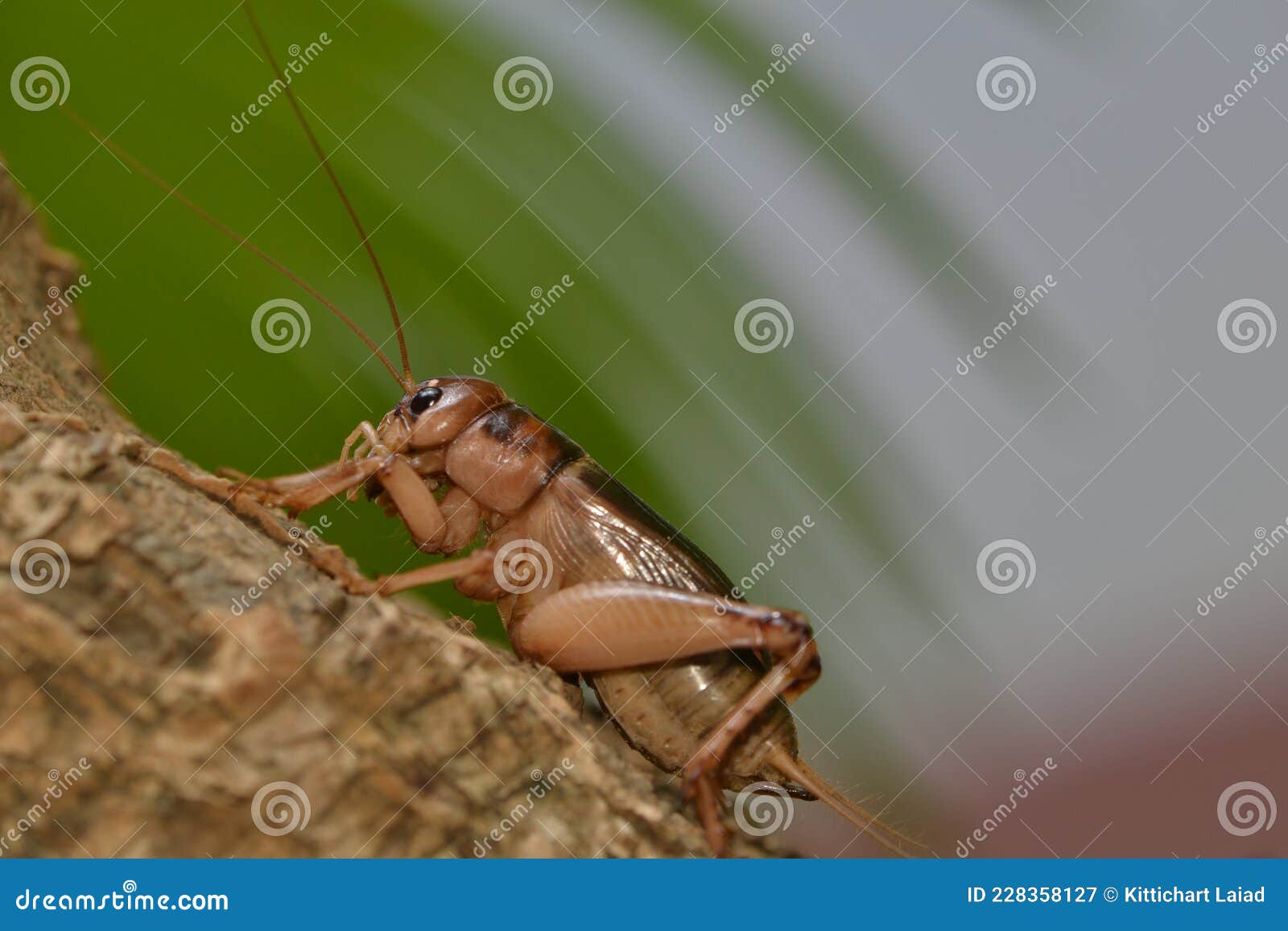 Cricket Insect. Close Up Of Cricket On White Background. Closeup ...