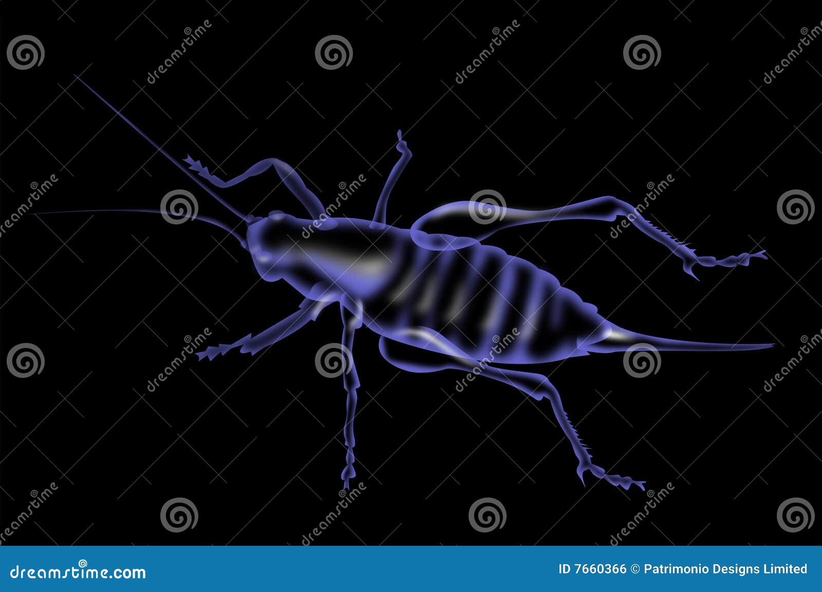 Cricket insect x-ray stock illustration. Illustration of arthropods ...