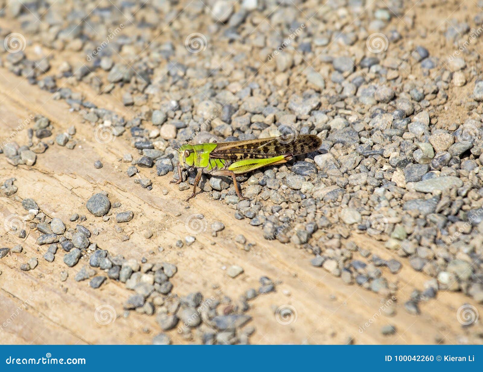 Insect, Spotted Lanternfly, Invasive Species, Bug Royalty-Free Stock ...