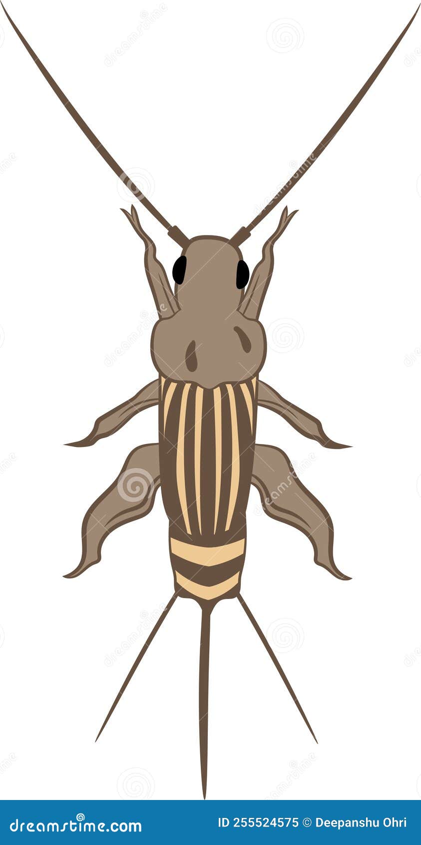 Cricket Insect stock vector. Illustration of closeup - 255524575