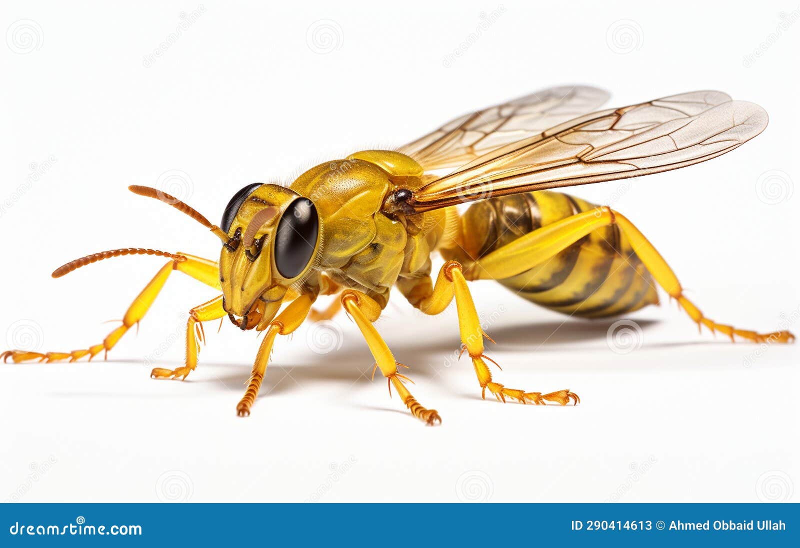 A Cricket Insect on a White Background. Generative by Ai Stock ...