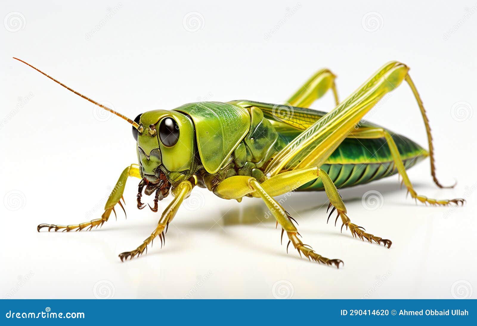 A Cricket Insect on a White Background. Generative by Ai Stock Photo ...