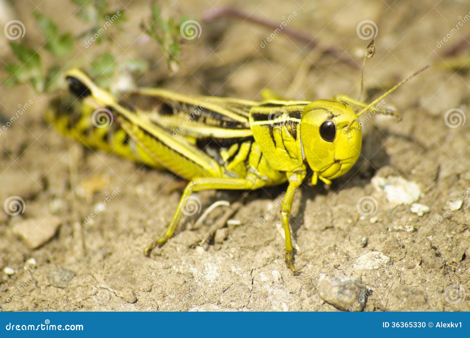 Cricket insect stock photo. Image of natural, soil, closeup - 36365330
