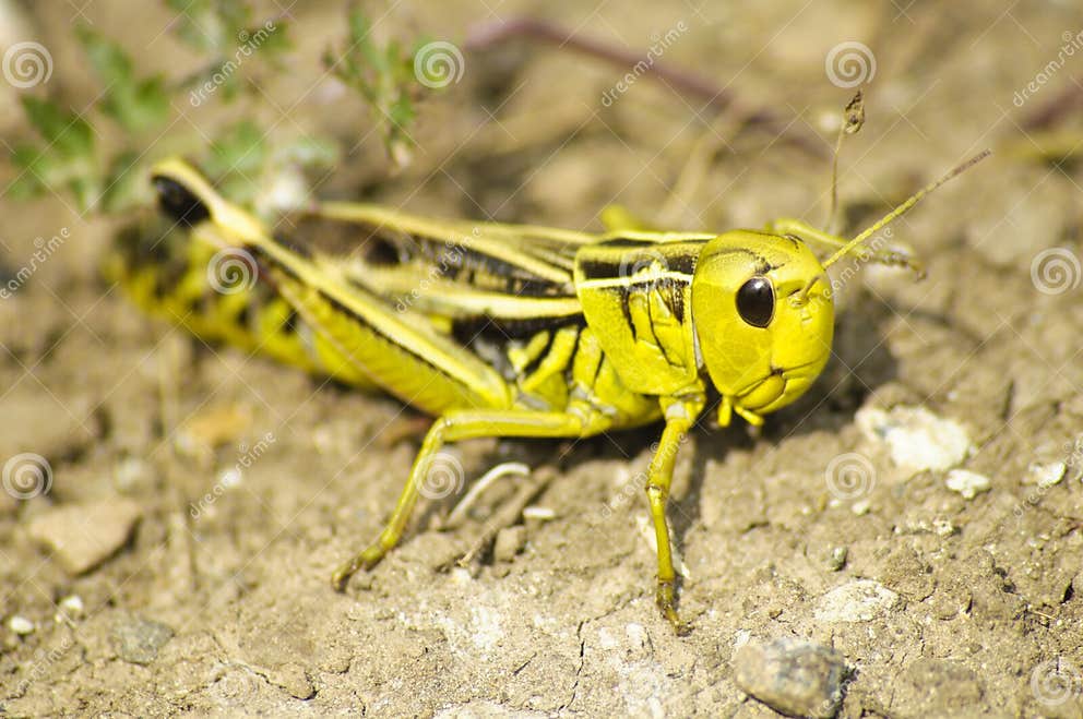 Cricket insect stock photo. Image of natural, soil, closeup - 36365330