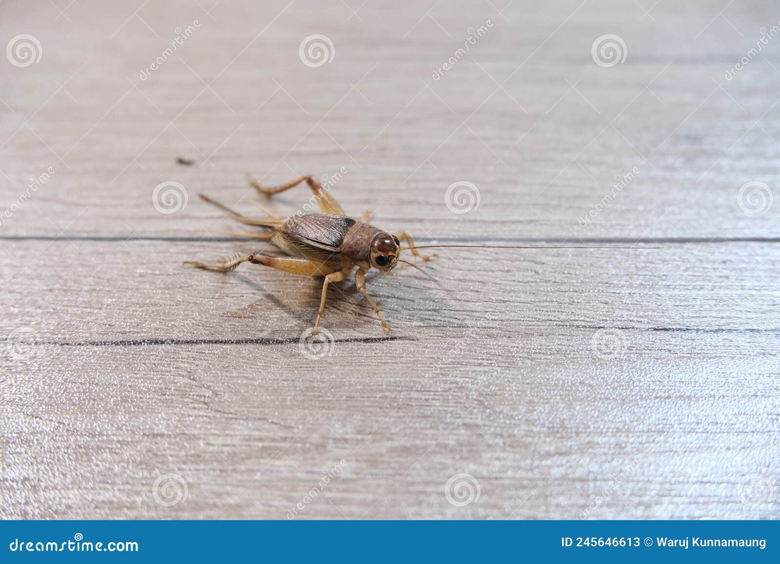 Cricket Insects on Wood Grain Background. Stock Image - Image of ...