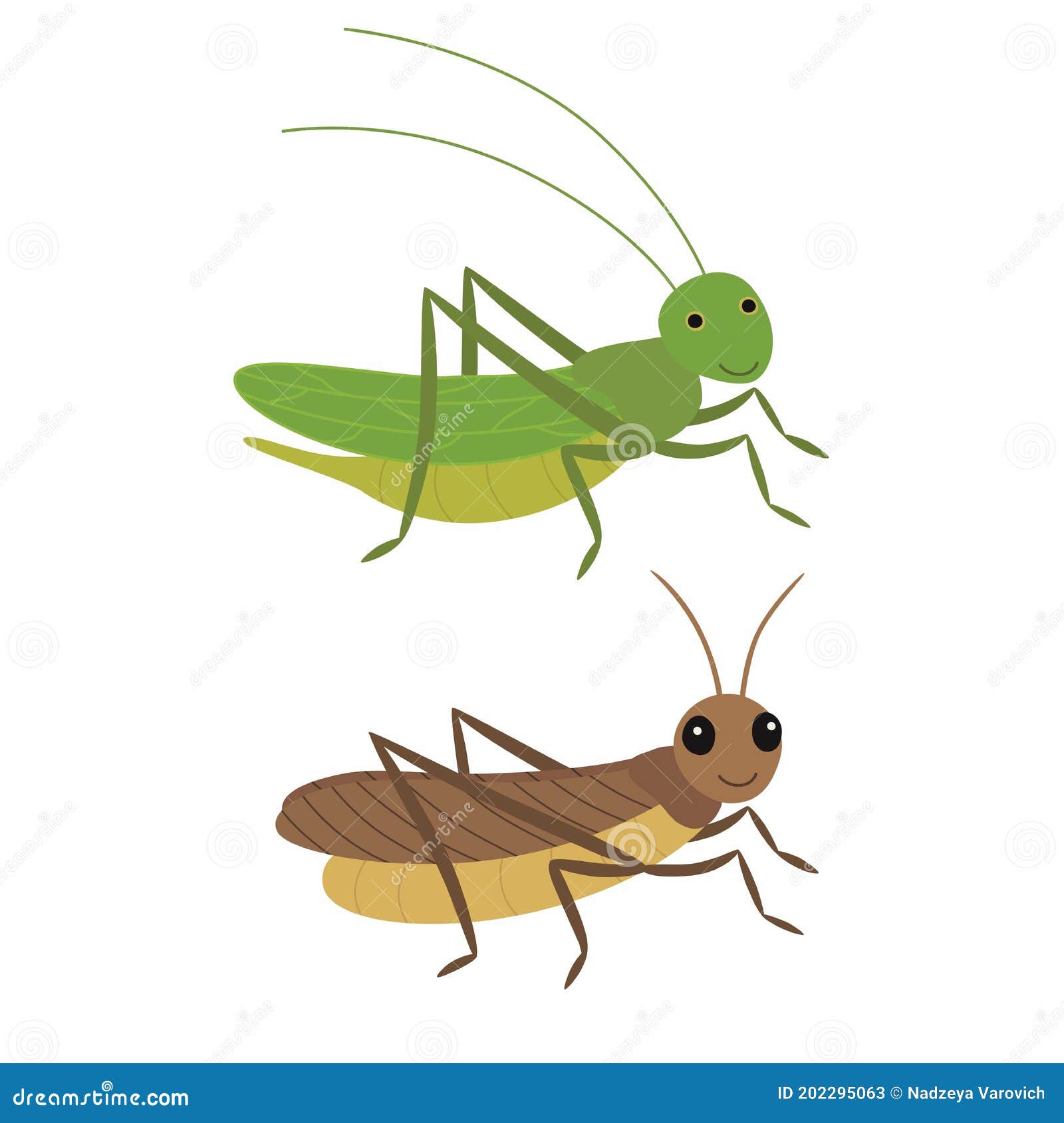 Moroccan Locust Dociostaurus Maroccanus, Desert Locust Schistocerca ...