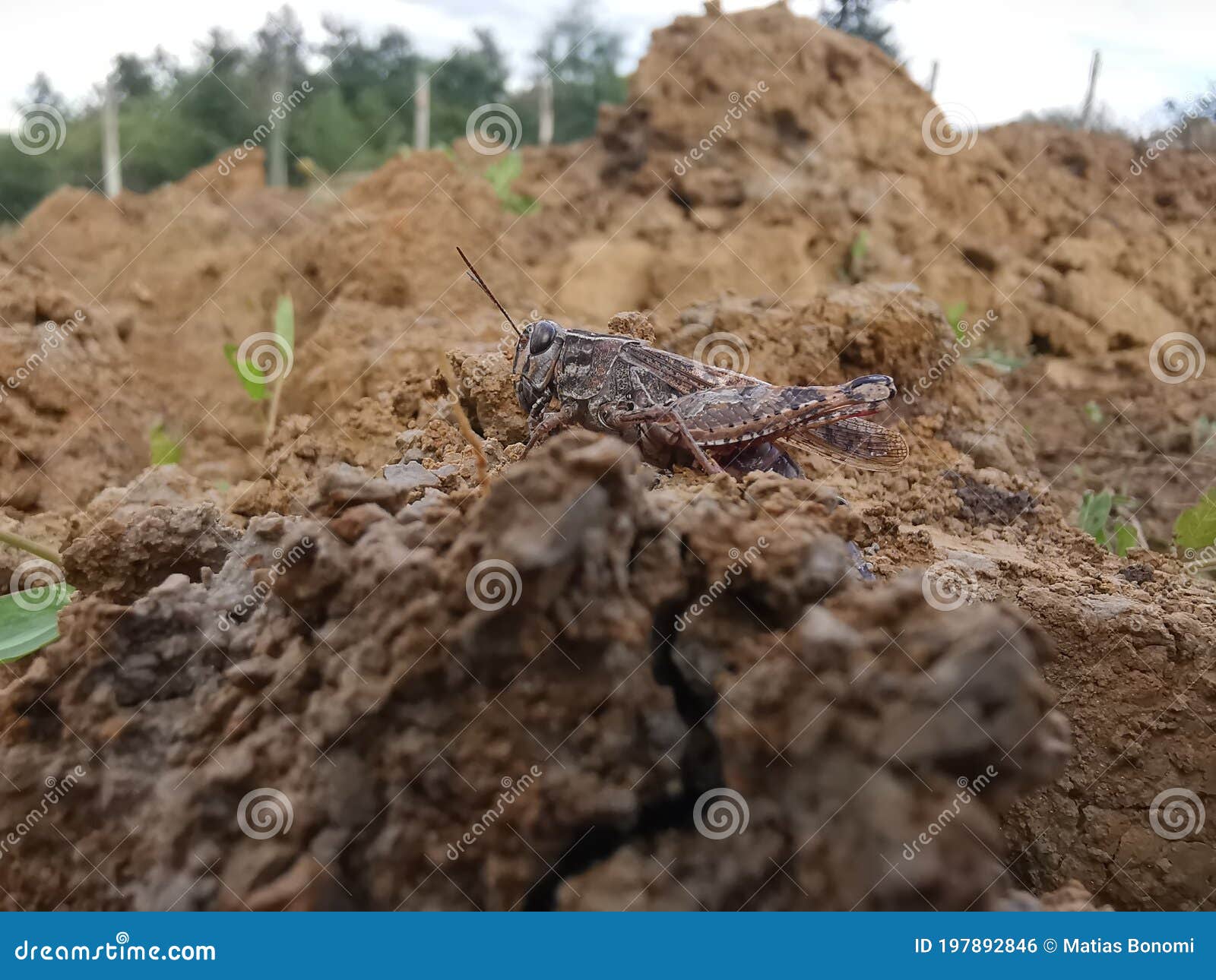 Cricket in the mud stock photo. Image of rock, wildlife - 197892846