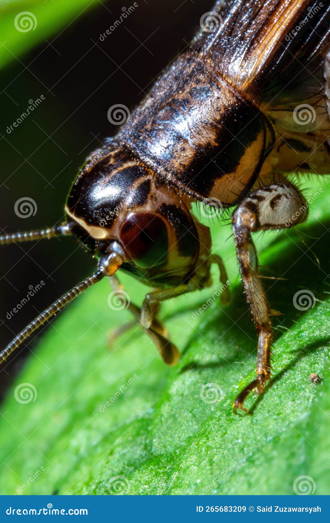 A cricket in the nature stock image. Image of antenna - 265683209