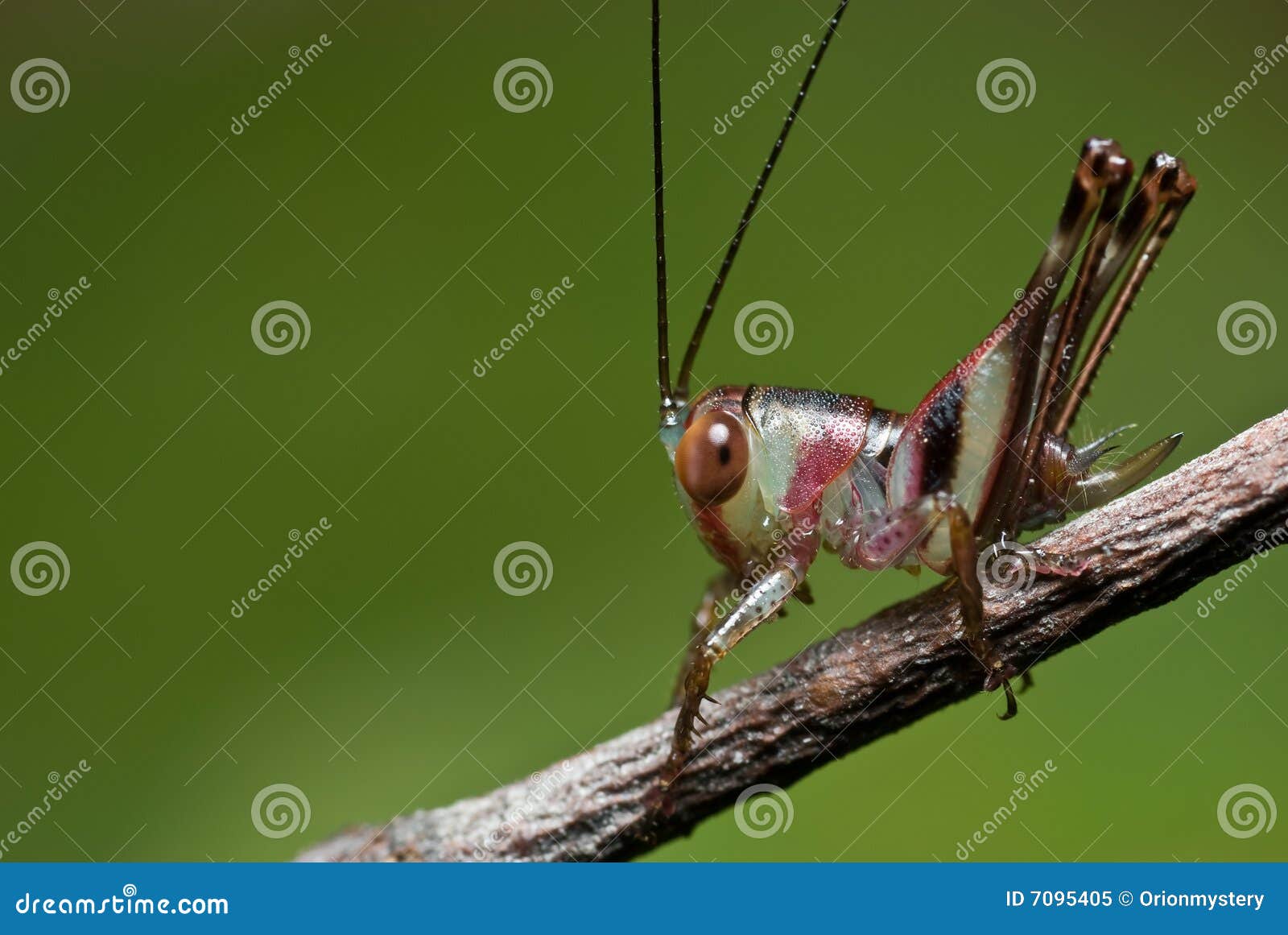 A cricket nymph stock image. Image of animal, twig, wilderness - 7095405