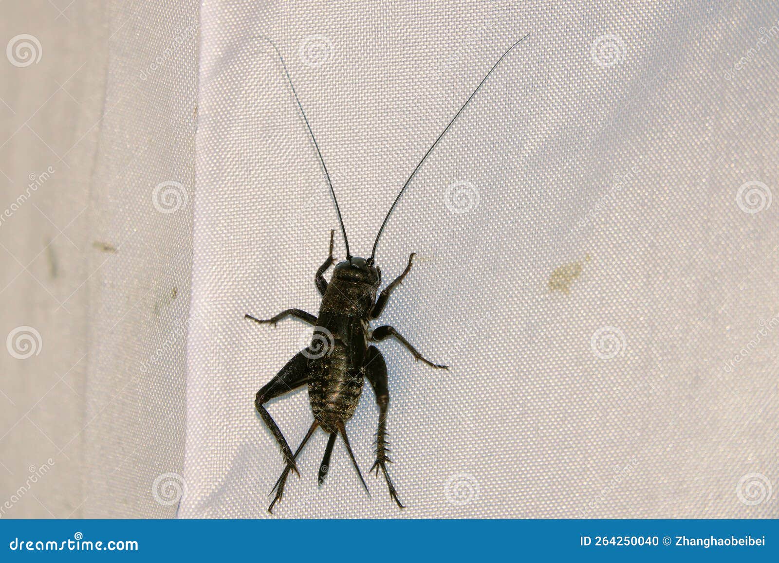 Cricket Nymph Stock Photography | CartoonDealer.com #100953272