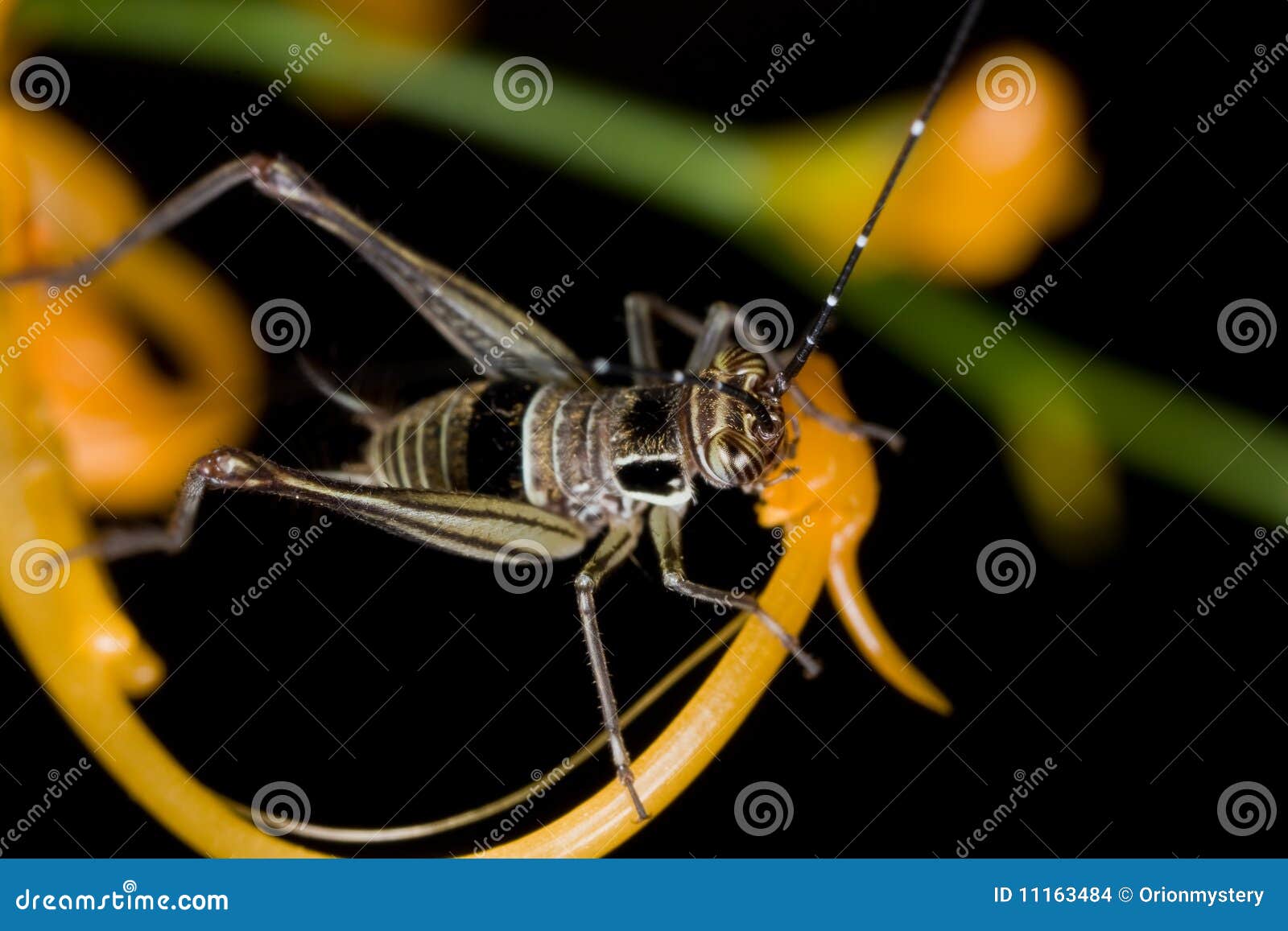 A Cricket on Orange Wildflower Stock Photo - Image of hopper, raindrop ...