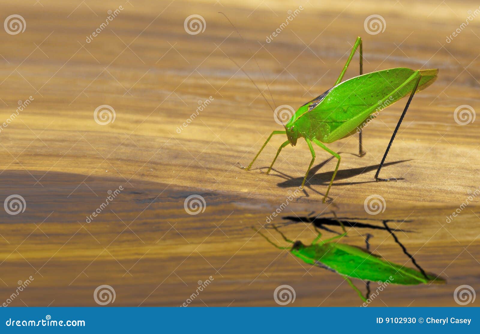 132 Funny Cricket Insect Stock Photos - Free & Royalty-Free Stock ...