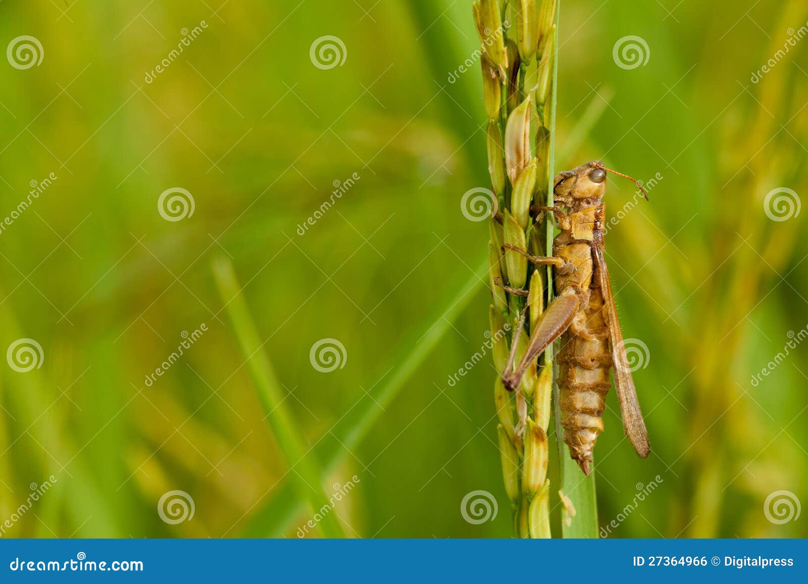 Rice Plant And White Rice , Uncooked Raw Cereals Royalty-Free Stock ...