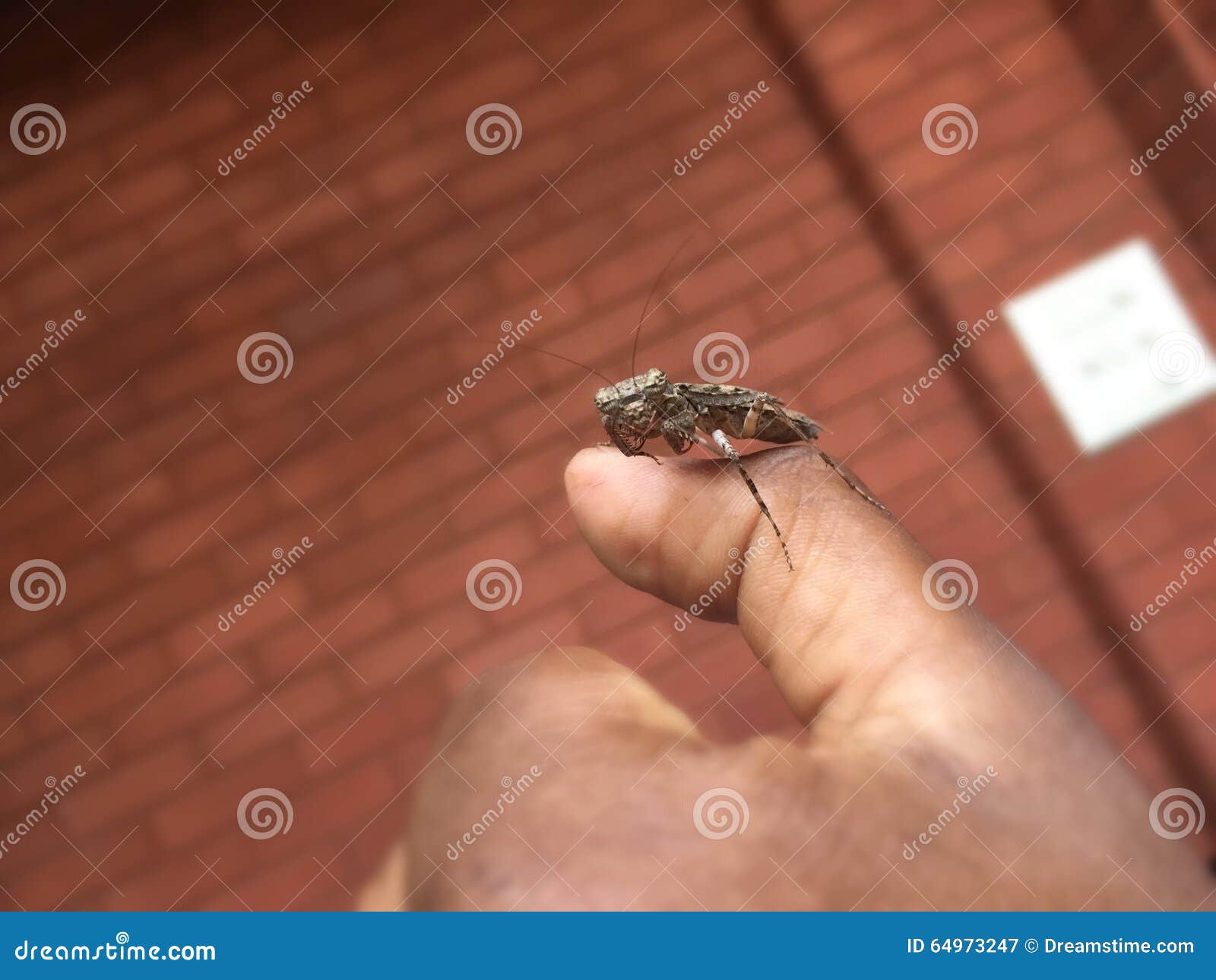 Cricket stock image. Image of cricket, insects, natural - 64973247