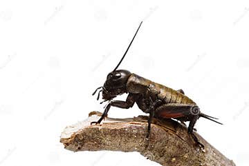 A cricket on a stick. stock image. Image of insect, disputation - 13867423