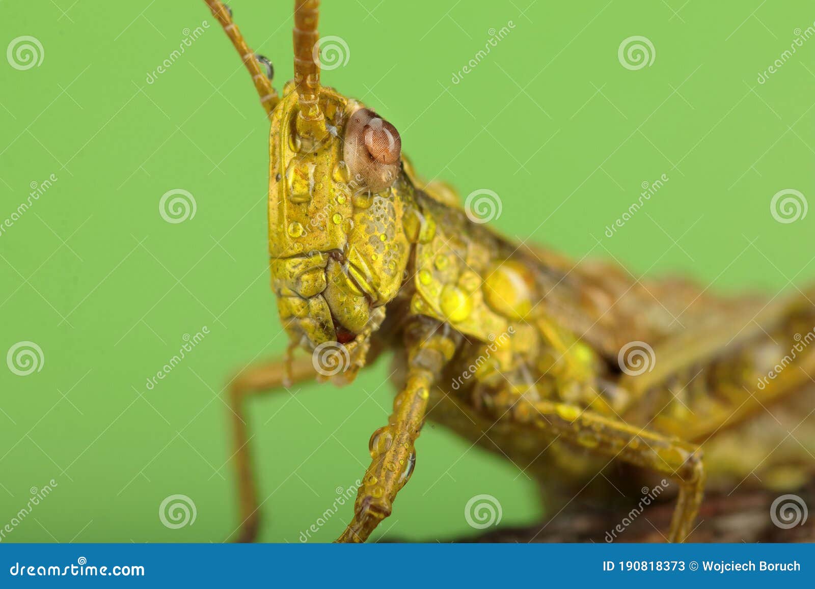 Cricket on a stick stock image. Image of cricket, yellow - 190818373