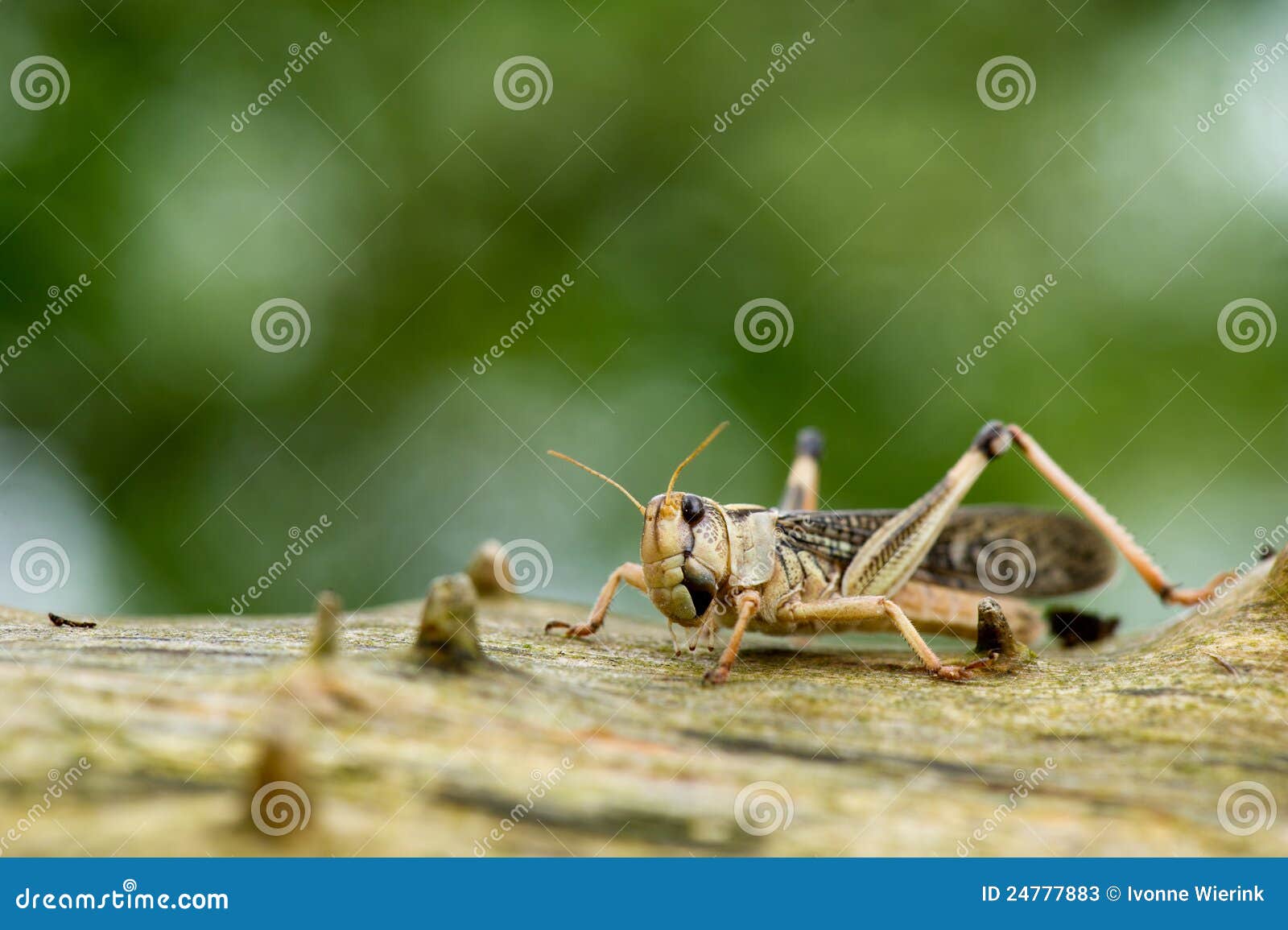 Cricket on tree stock image. Image of tree, nature, gryllidae - 24777883
