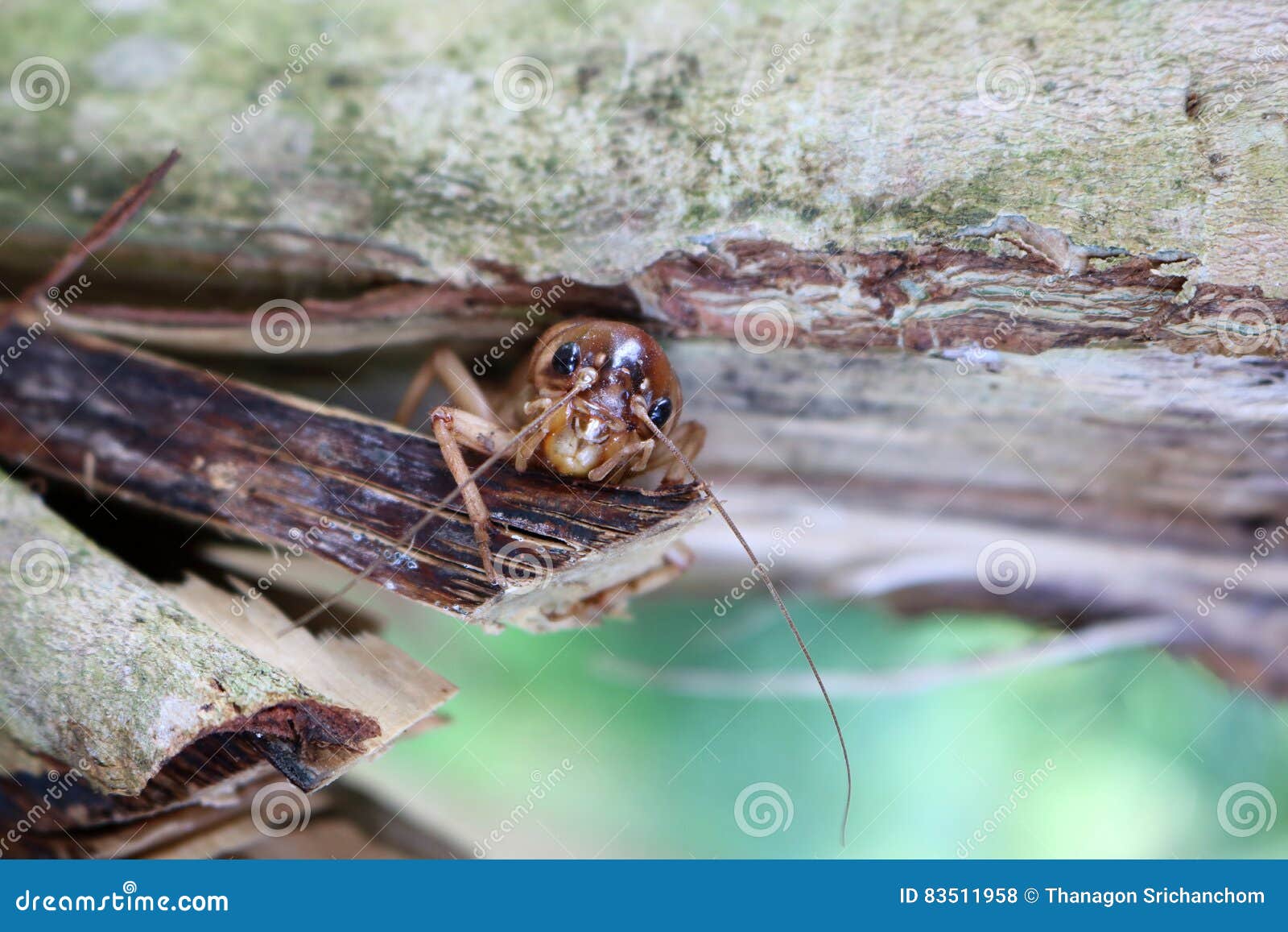 Cricket On The Tree. Royalty-Free Stock Image | CartoonDealer.com #83511958