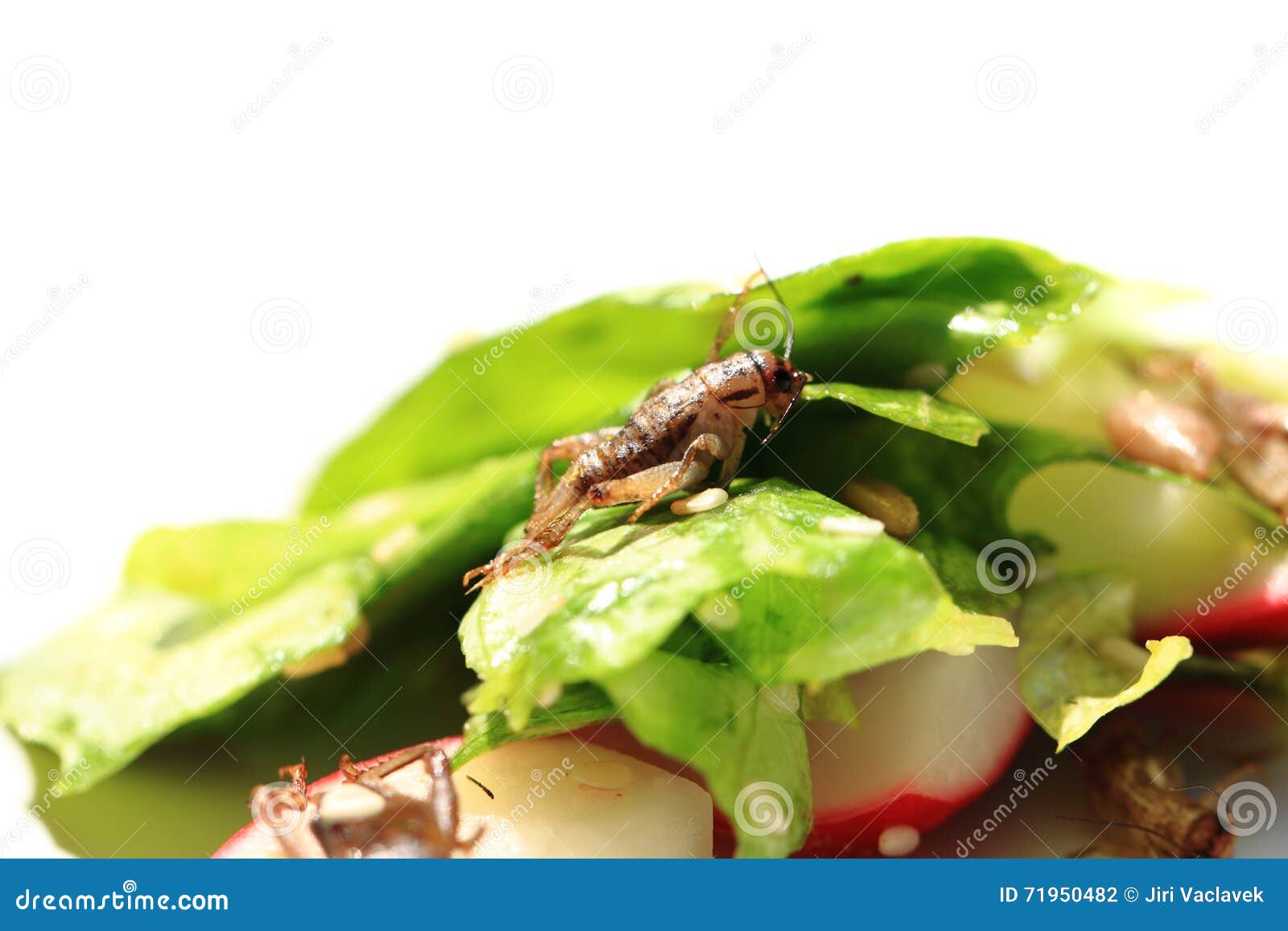 156 Bugs Salad Stock Photos - Free & Royalty-Free Stock Photos from ...