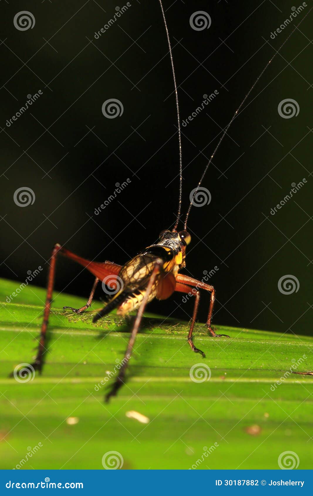 Cricket on leaf 2 stock photo. Image of grasshopper, creature - 30187882