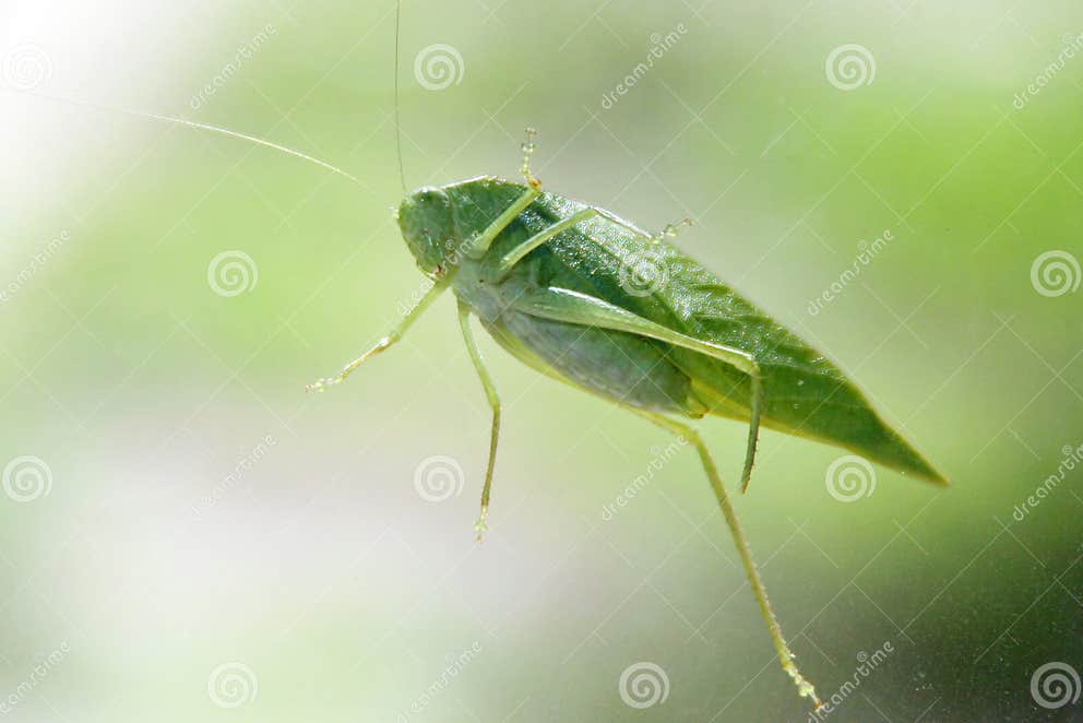 Cricket on Window Pane stock photo. Image of camouflage - 7416154