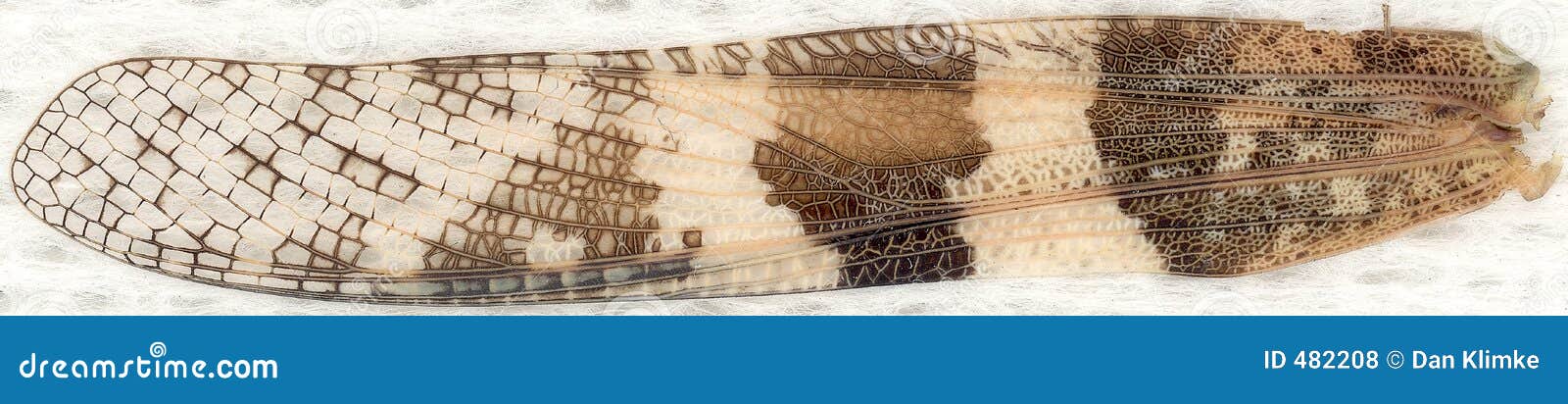 Cricket wing stock photo. Image of wing, exoskeleton, macro - 482208