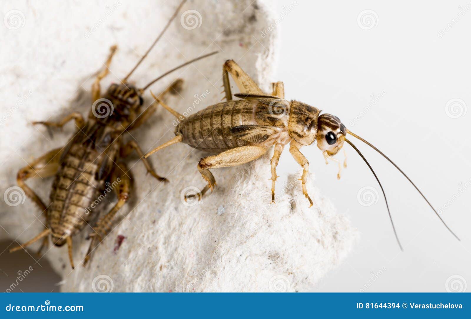 Crickets stock photo. Image of black, gryllides, antenna - 81644394