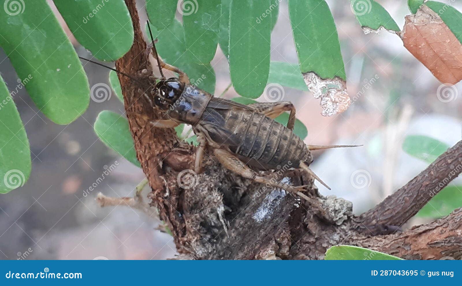 Crickets Include Insect-type Animals Including Plant Pests, Male ...