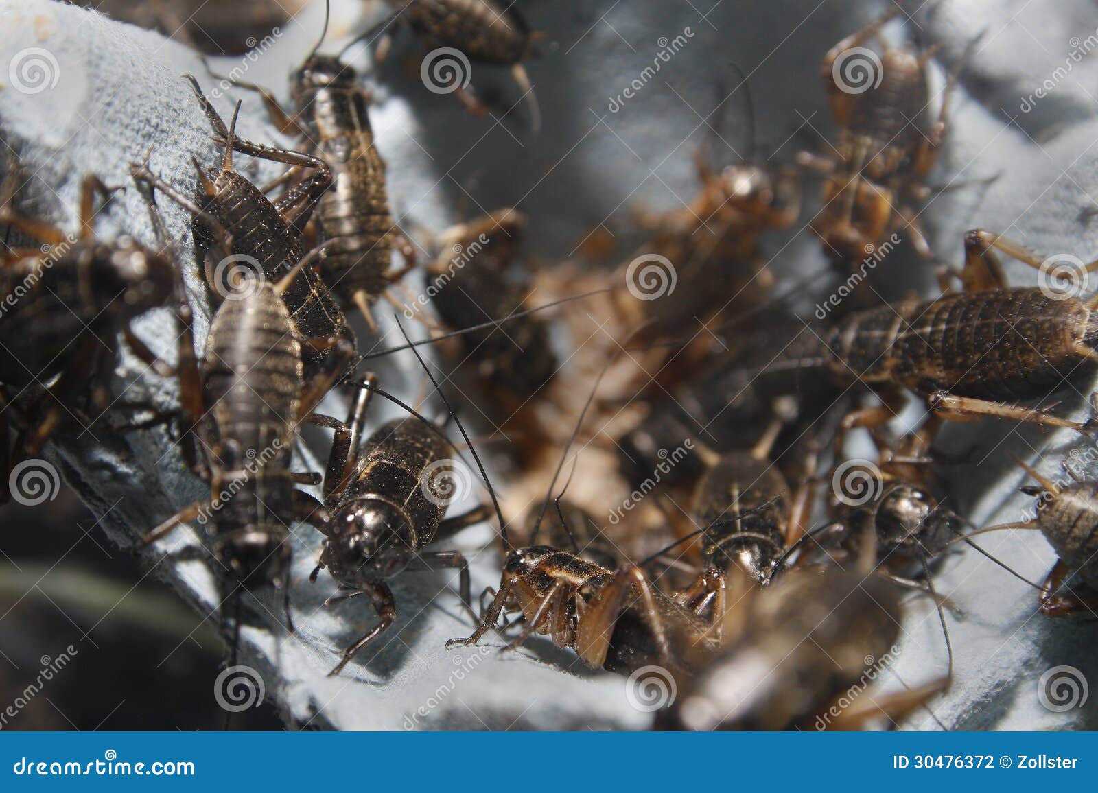 Black Gryllus Campestris European Field Cricket, Field Cricket Crawling ...