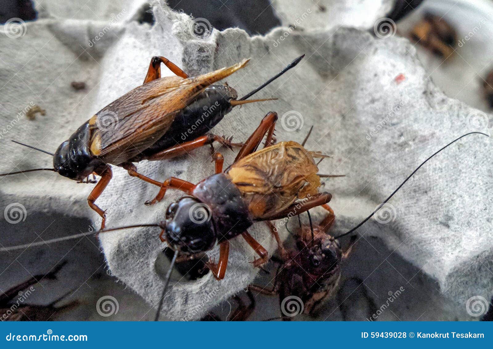 Crickets Singing on Egg Cartons Stock Photo - Image of crickets, insect ...