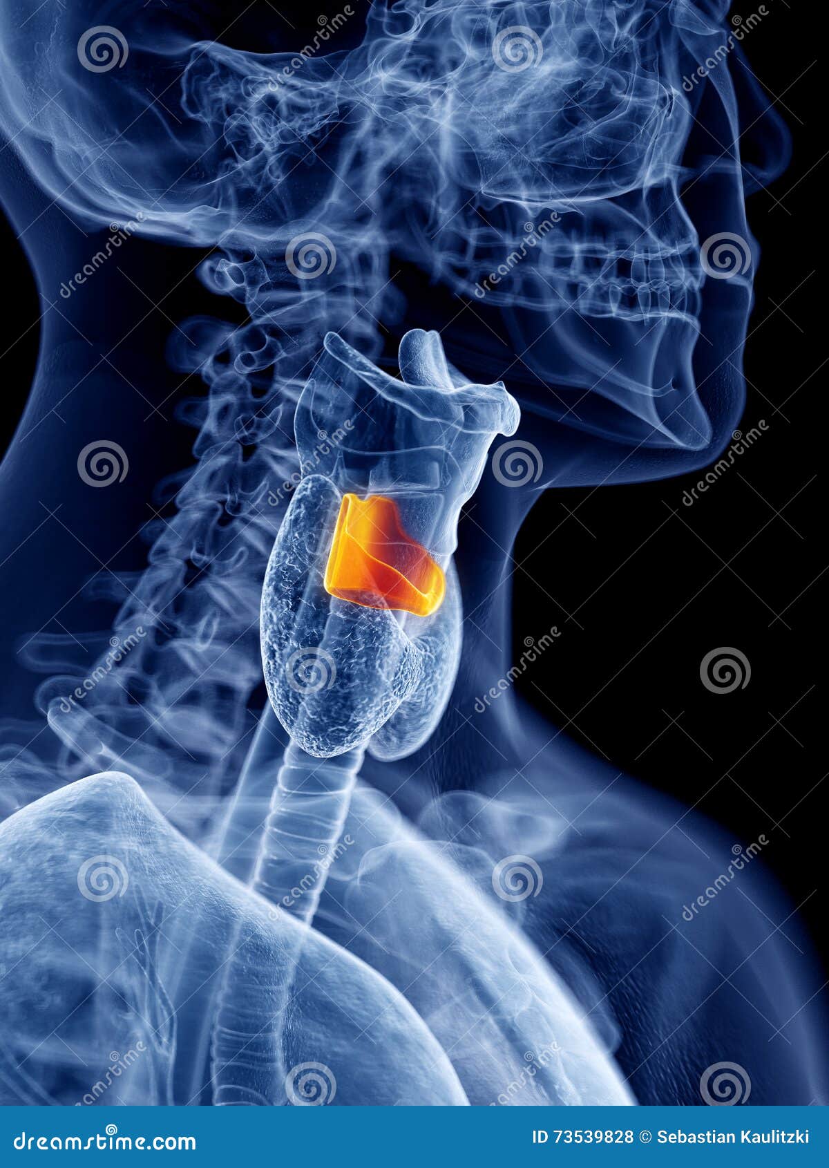 The cricoid cartilage stock illustration. Illustration of rendering ...