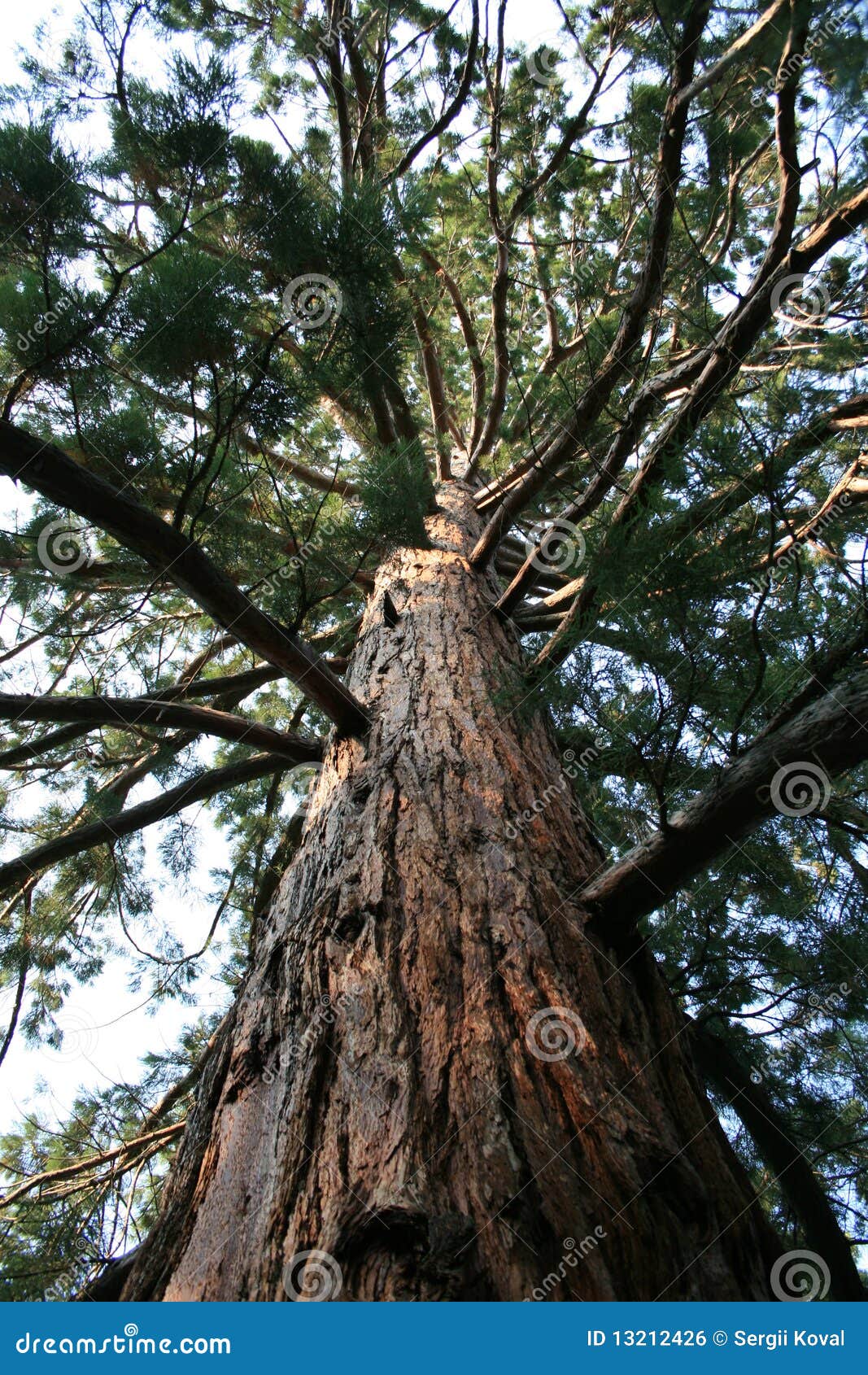 Crimea. Nikita Botanical Gardens Stock Photo - Image of trees, nature ...
