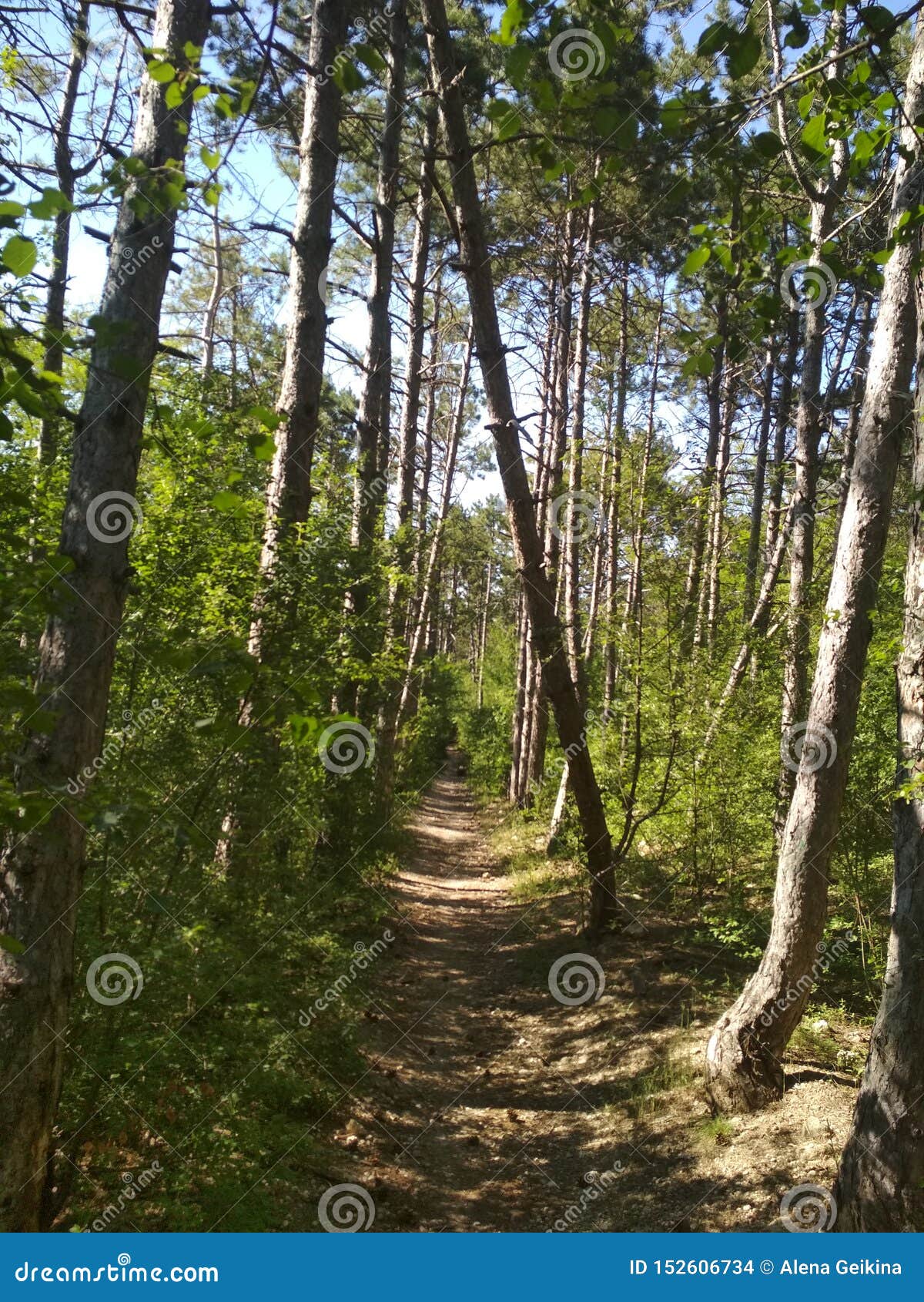 Crimean forest stock photo. Image of green, forest, summer - 152606734