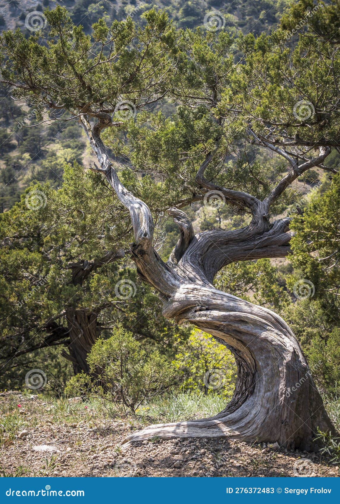 Big Curved Trunk Of Australian Banyan Tree, Also Known As Ficus ...