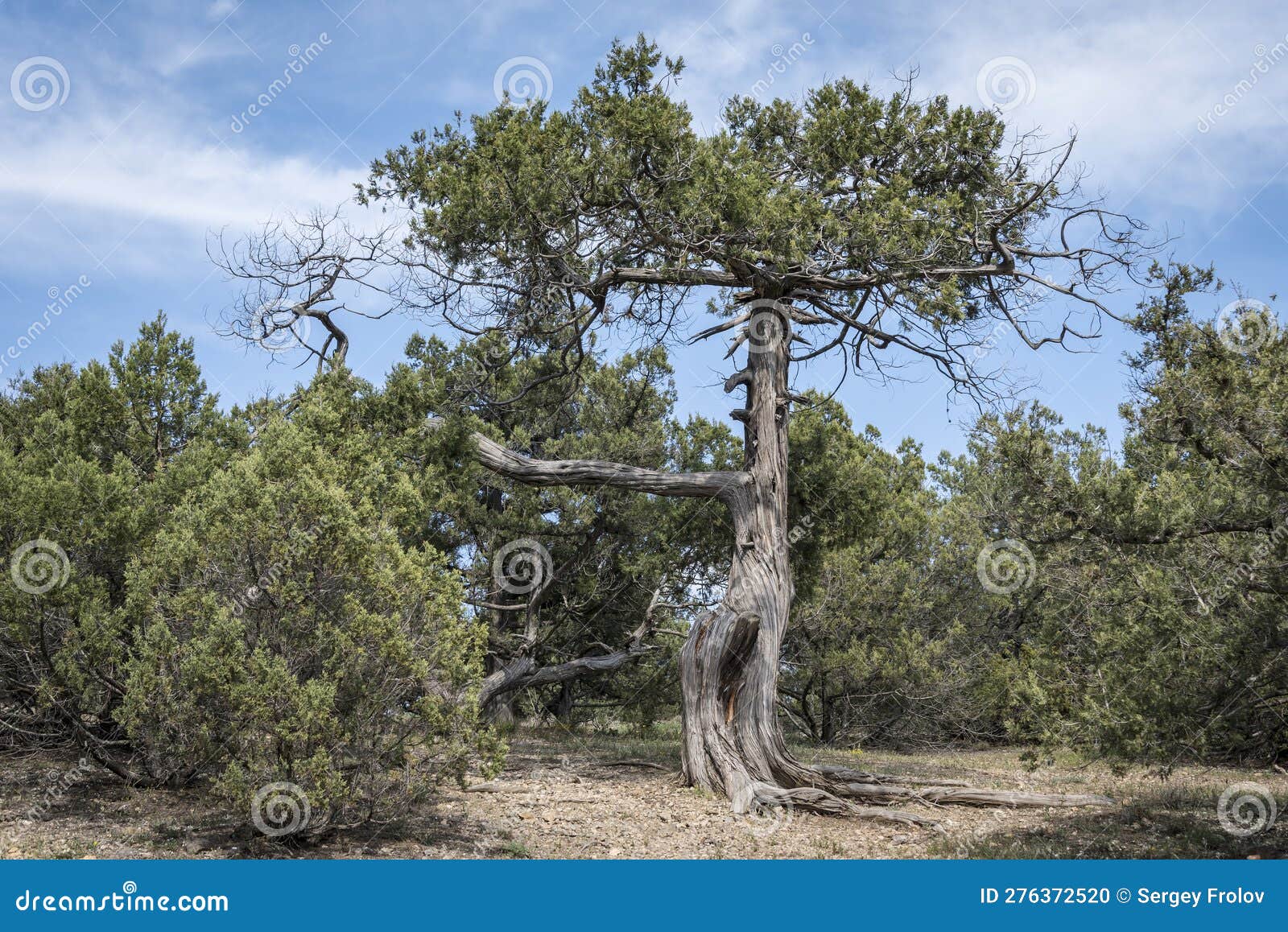 The Crimean Juniper Tree with a Twisted Curved Trunk Stock Photo ...