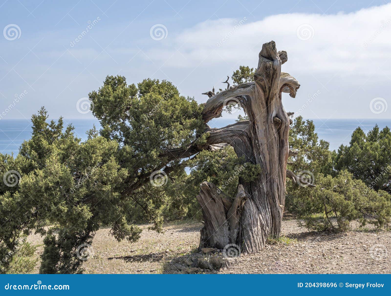 The Crimean Juniper Tree with a Twisted Curved Trunk on the Background ...