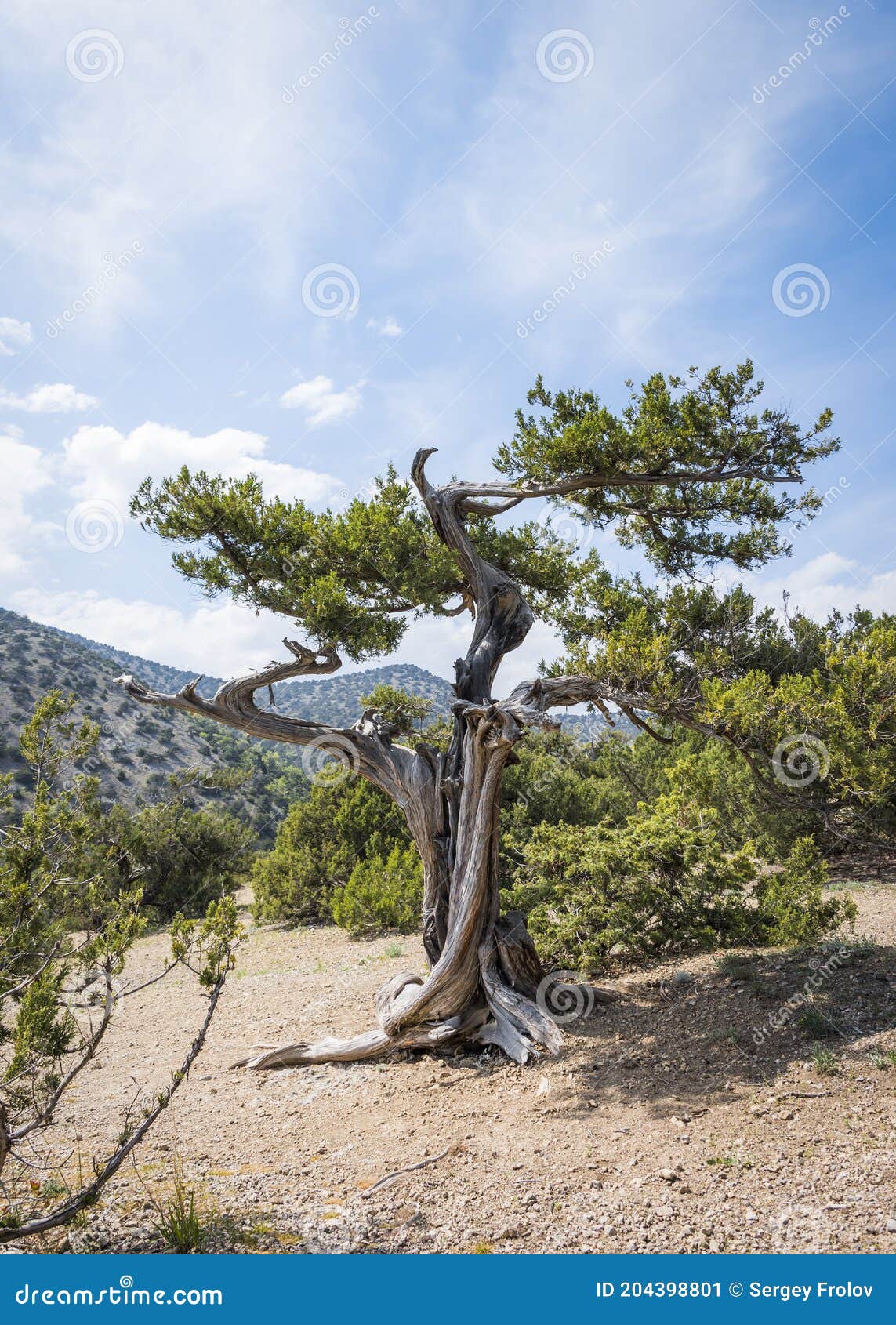 The Crimean Juniper Tree with a Twisted Curved Trunk on the Background ...