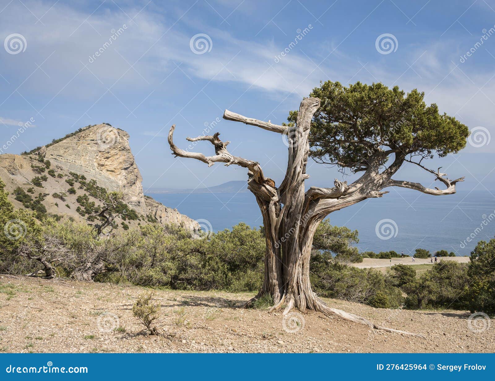 The Crimean Juniper Tree with a Twisted Curved Trunk on the Background ...