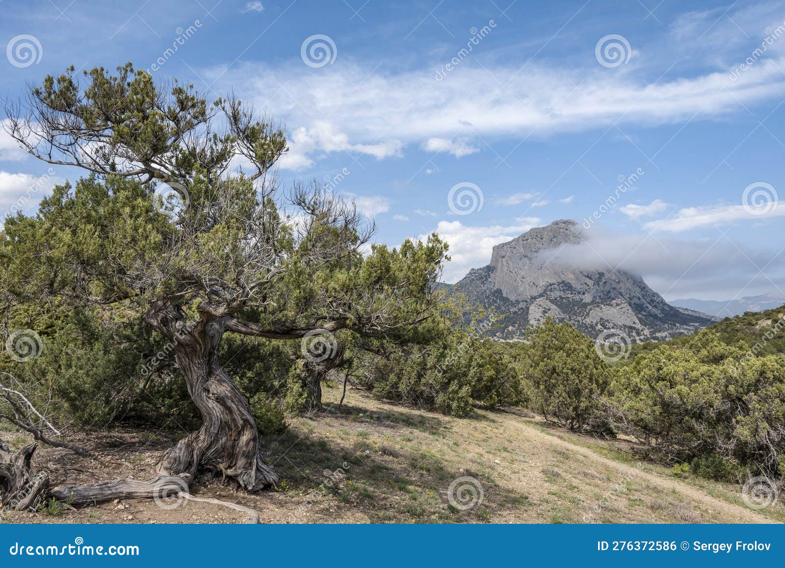 The Crimean Juniper Tree with a Twisted Curved Trunk on the Background ...